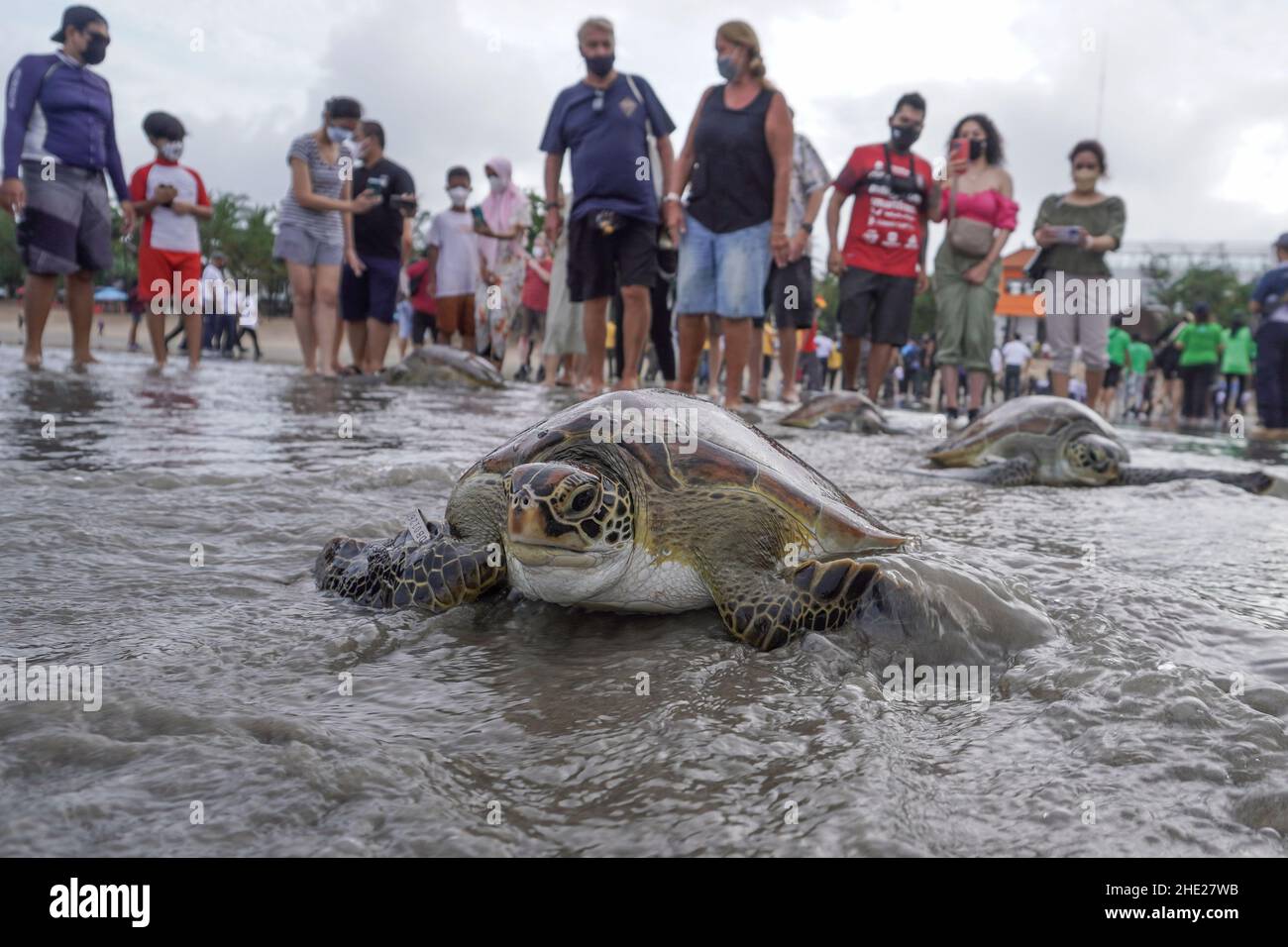 Bali, Indonesia. 8th Jan, 2022. A green sea turtle is released to the ...