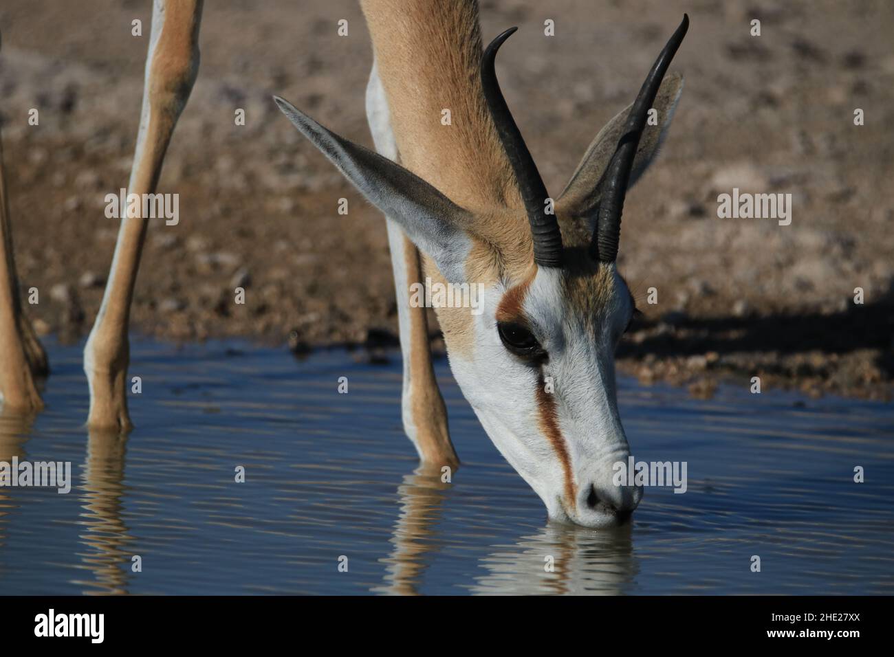 Springbok drinking water, Etosha Stock Photo - Alamy