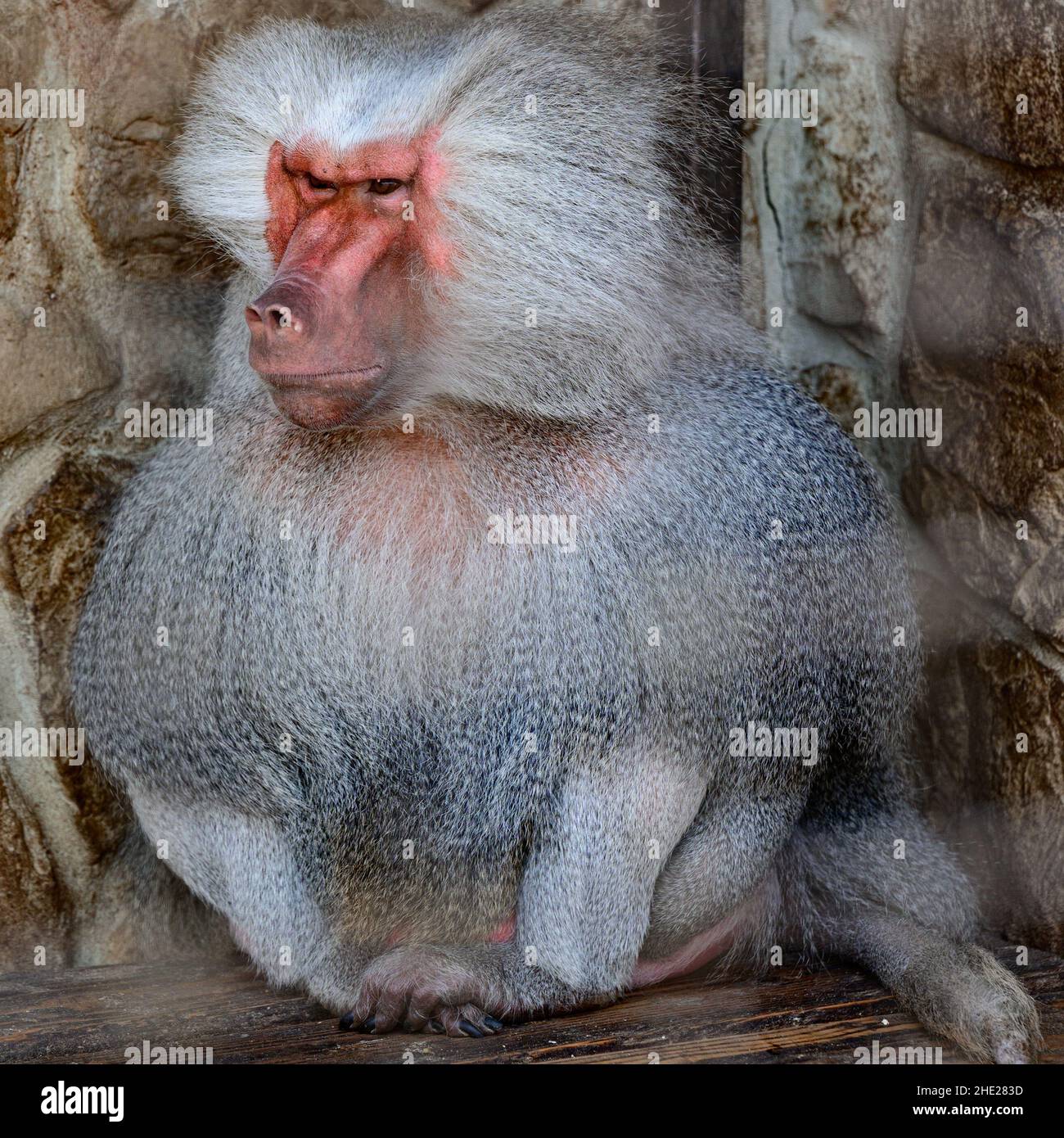 baboon hamadryad in the zoo, the life of an animal in captivity Stock ...