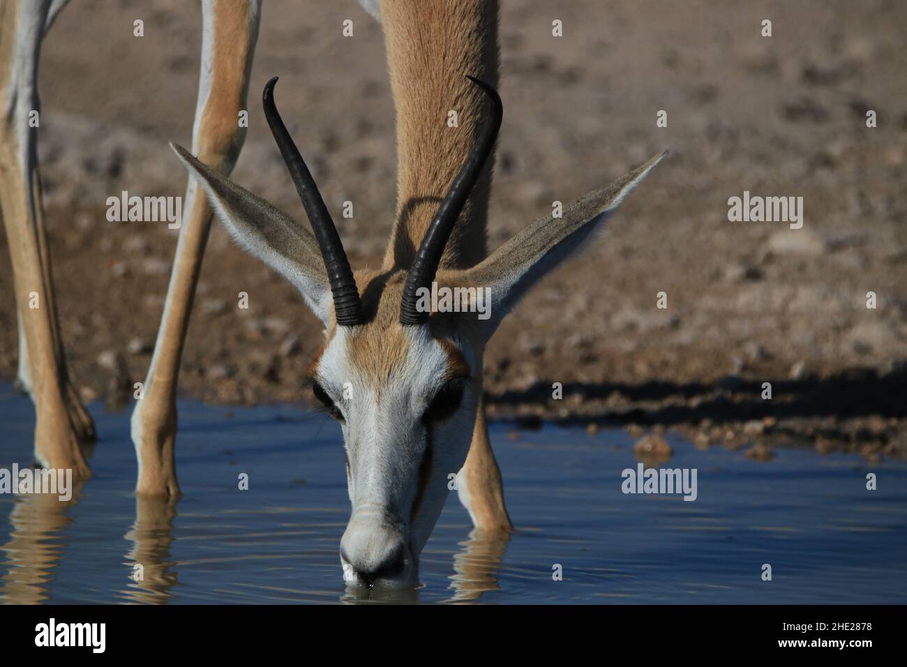 Springbok drinking water, Etosha Stock Photo - Alamy