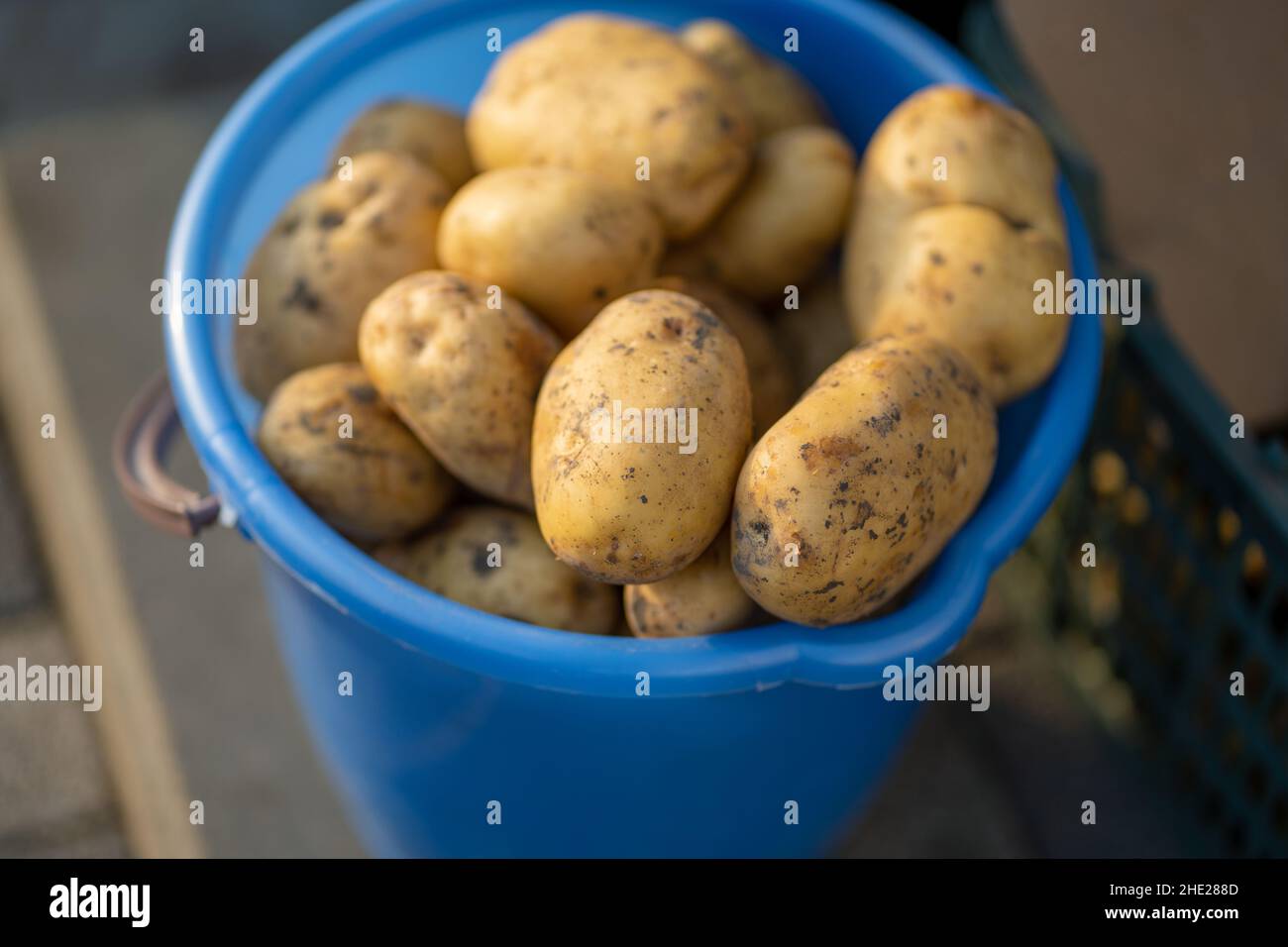 Street market. Close up of potatoes with yellow skin in a blue bucket ...