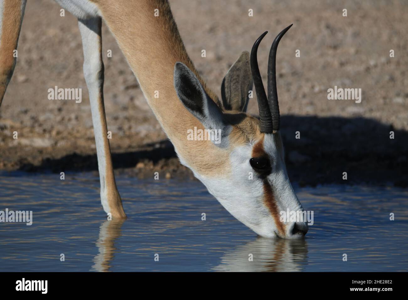 Springbok drinking water, Etosha Stock Photo - Alamy