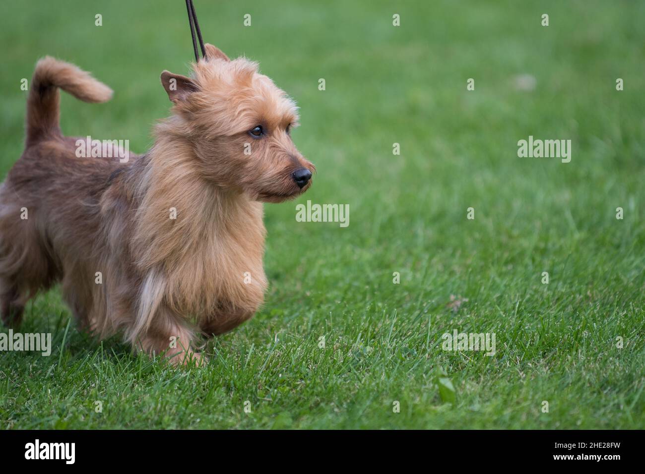 Australian terrier hi-res stock photography and images - Alamy