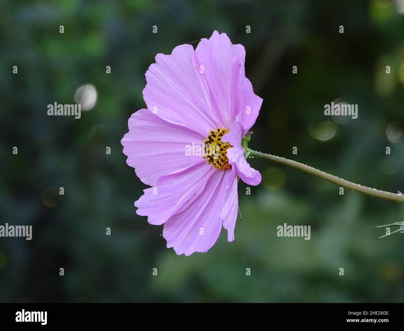 Cosmos flowers dark purple hi-res stock photography and images - Alamy