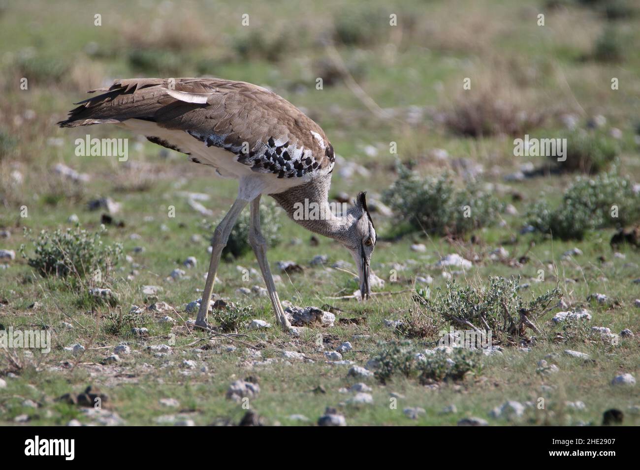 African bustard hi-res stock photography and images - Alamy