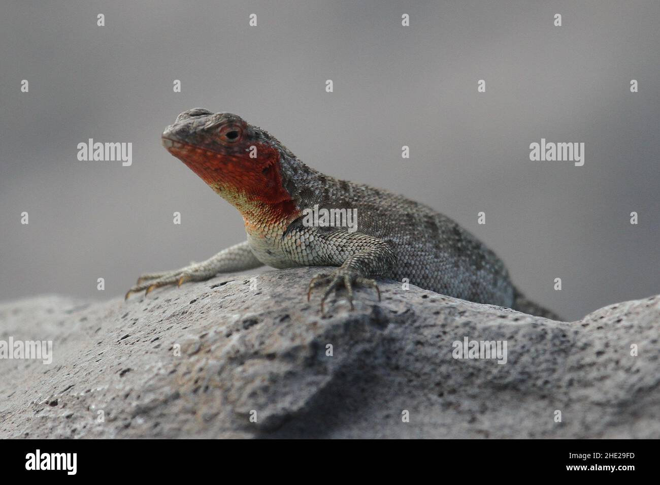 On santa fe island hi-res stock photography and images - Alamy