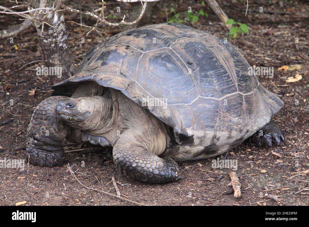 Isabela Island Tortoise