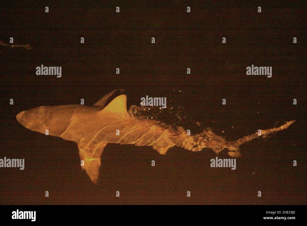 Shark cruising hi-res stock photography and images - Alamy