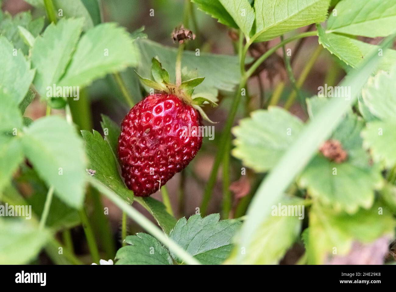 Strawberry plant with ripe red fruit. Close-up view. Spring fruit ...