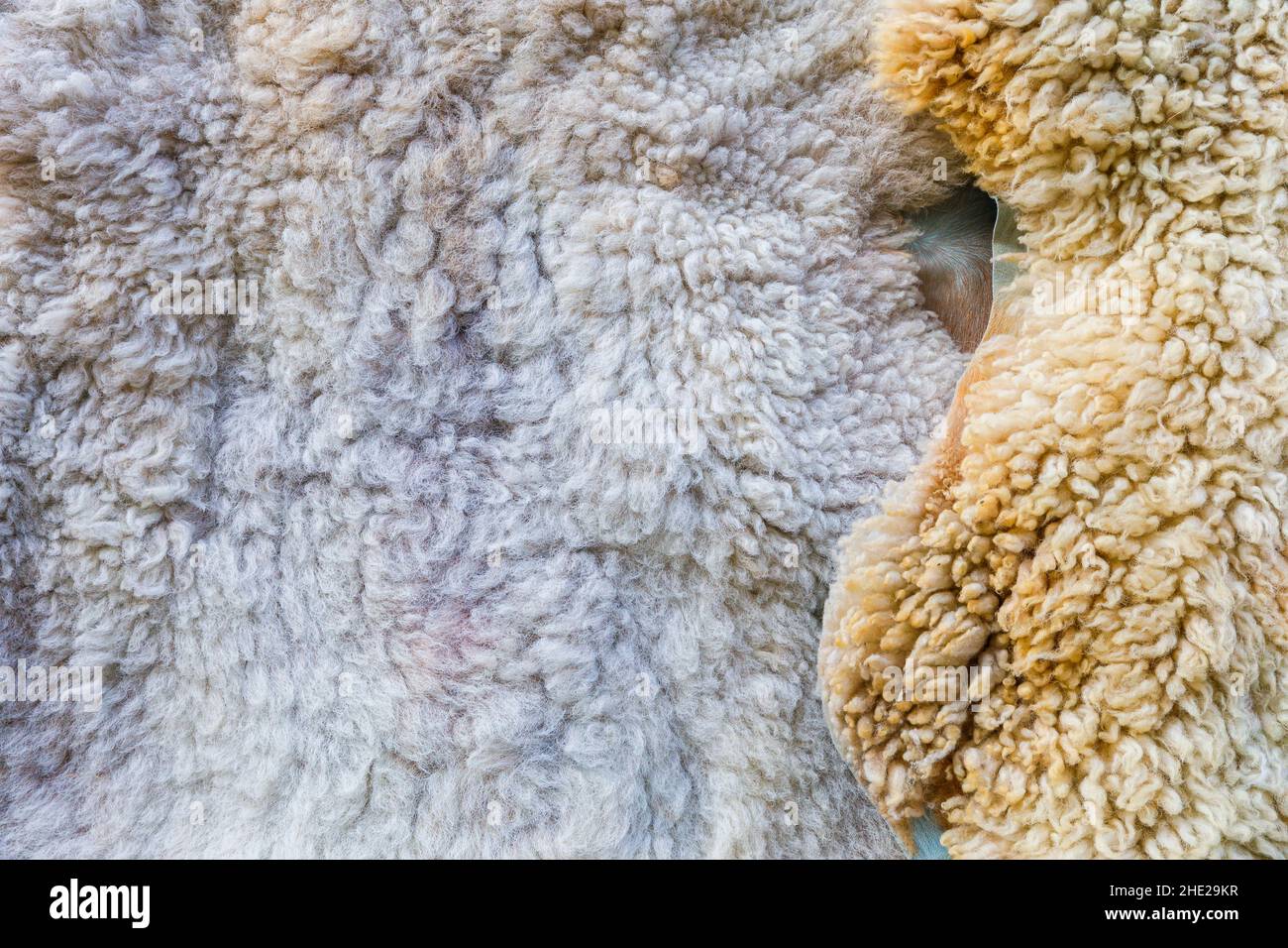 Sheep skins hanging on the wall in the village Stock Photo - Alamy