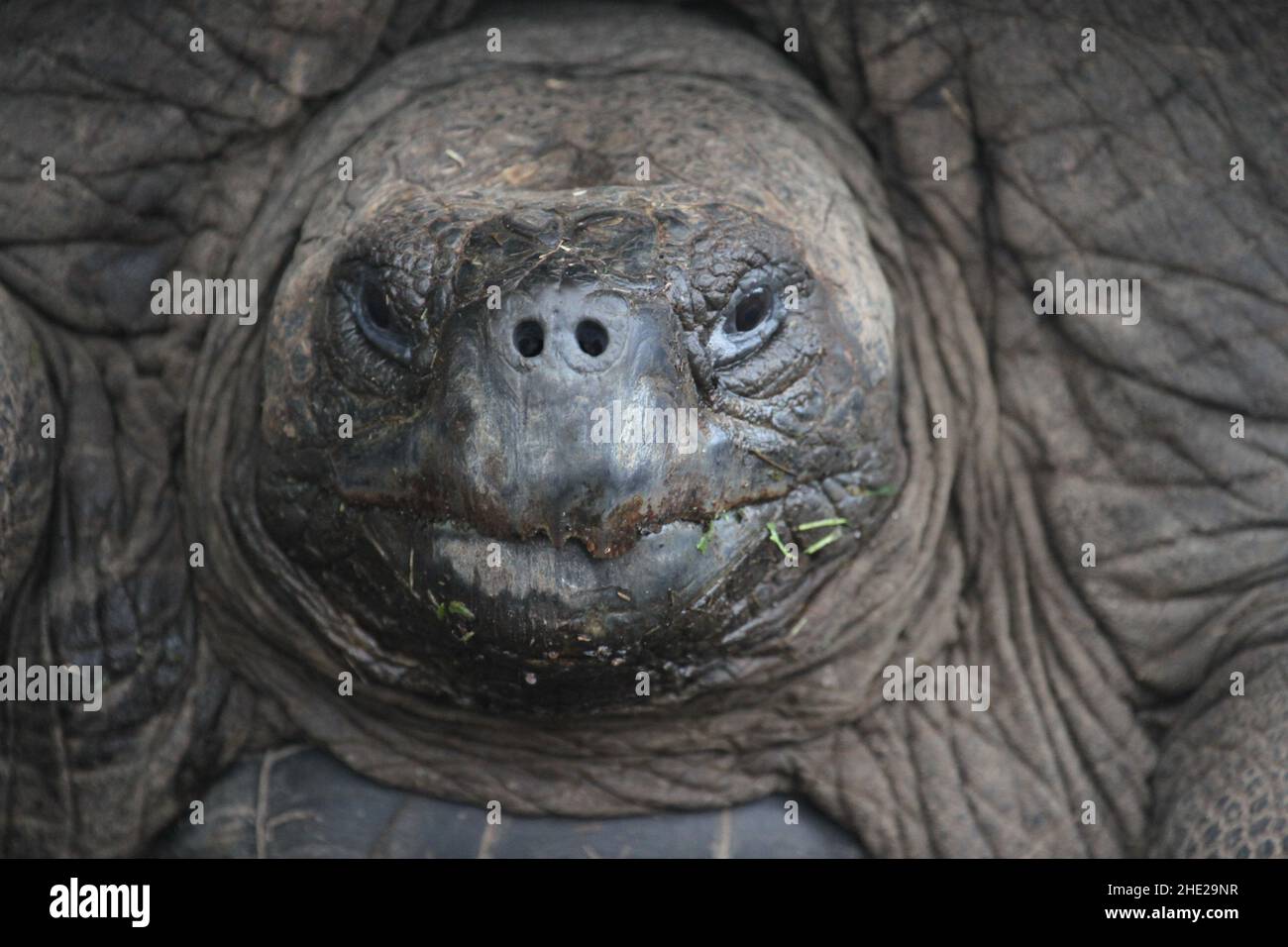 Giant tortoise on Isabela Island, Galapagos Islands Stock Photo - Alamy