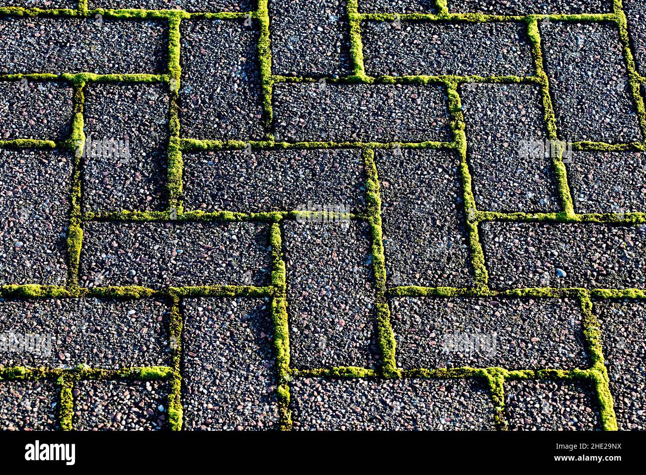 Moss growing between paving blocks on a Garden Walkway Stock Photo - Alamy