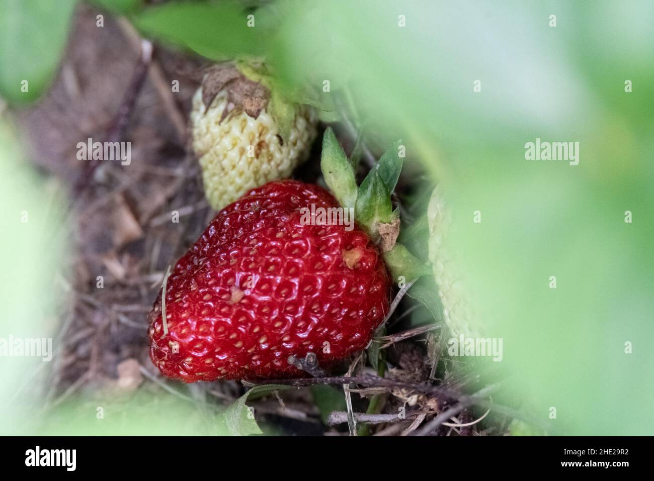 Strawberry plant with ripe red fruit. Close-up view. Spring fruit ...