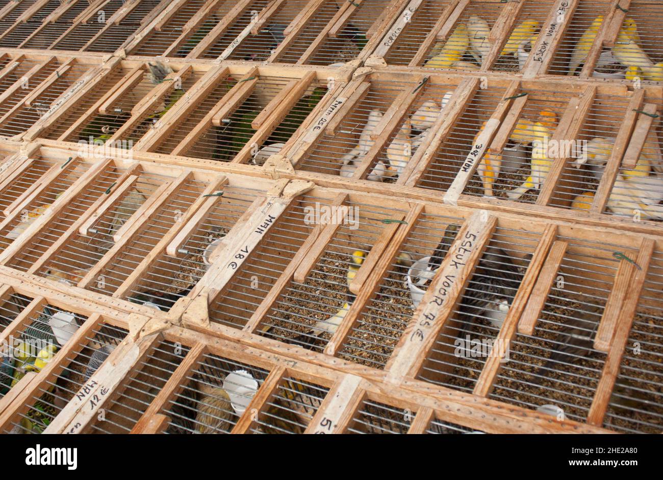 Quail and Canaries on the animal market in Mol (Belgium) waiting in ...