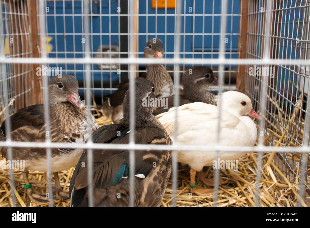 Ducks on the animal market in Mol (Belgium) waiting in boxes to be sold ...