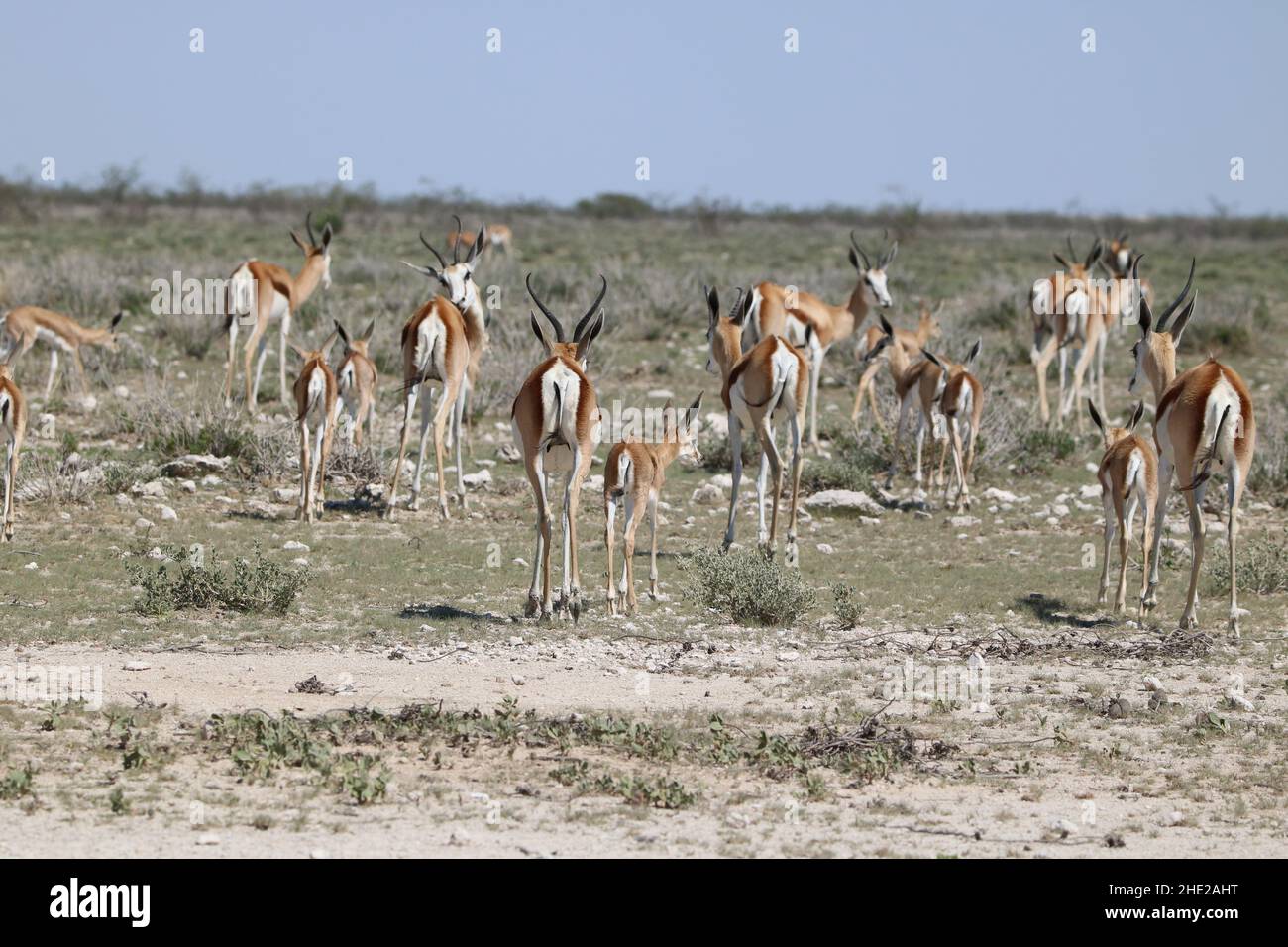 Springbok in Etosha Stock Photo - Alamy