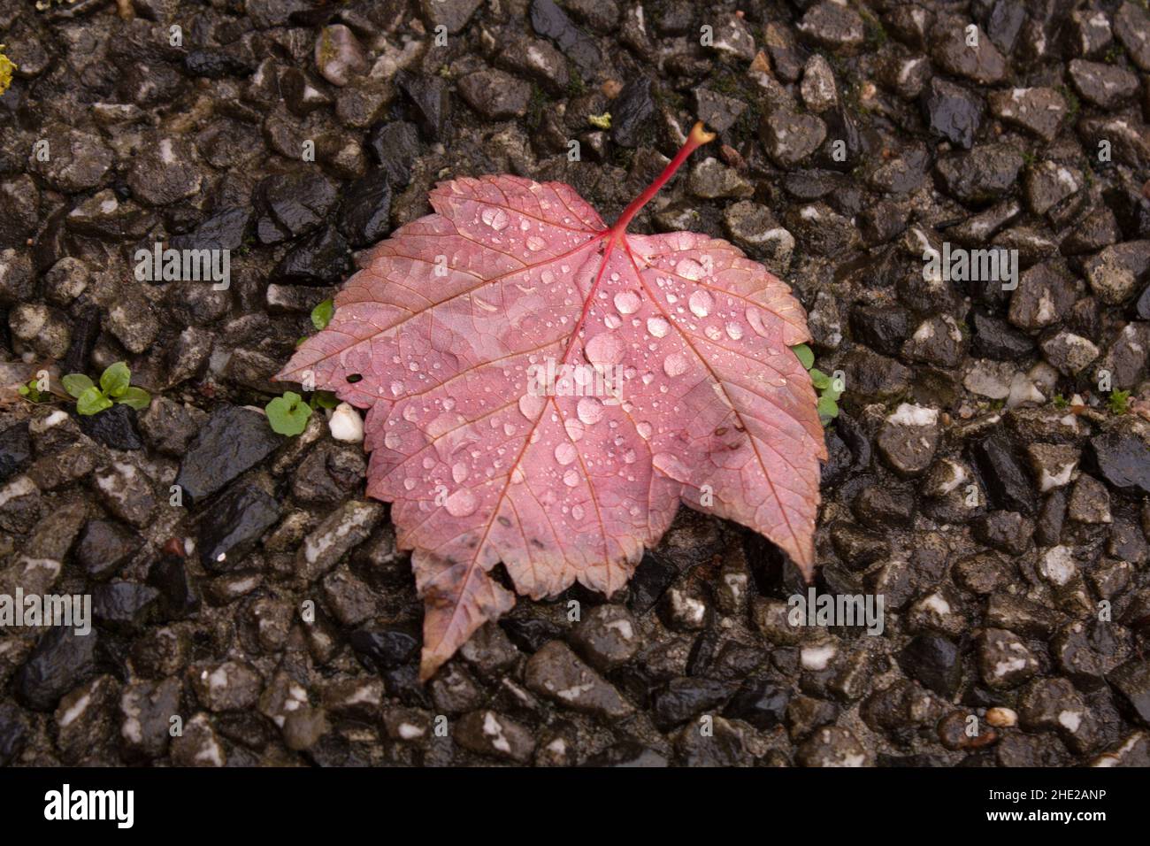 leaf with rain drops on it in the sunlight Stock Photo - Alamy