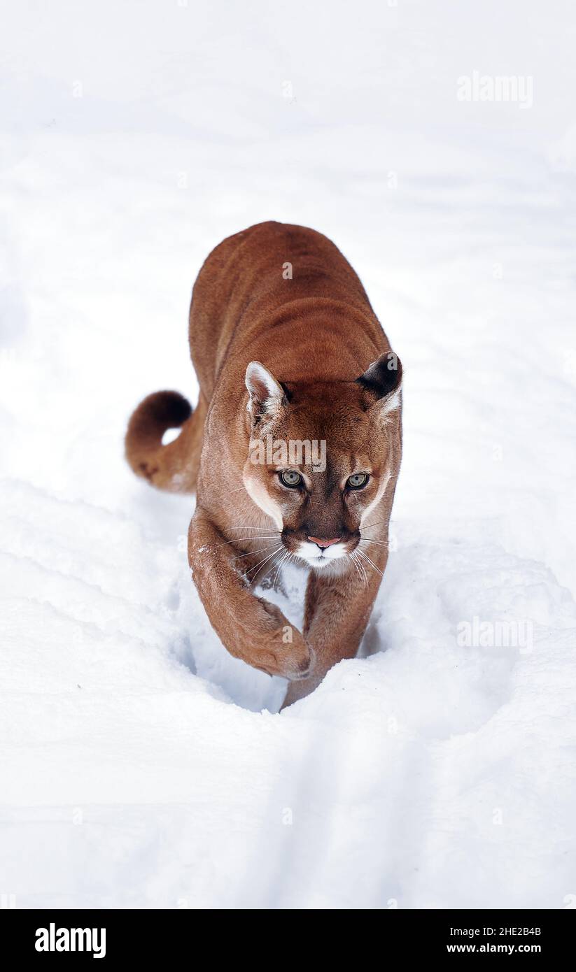 Wild puma in winter hi-res stock photography and images - Alamy
