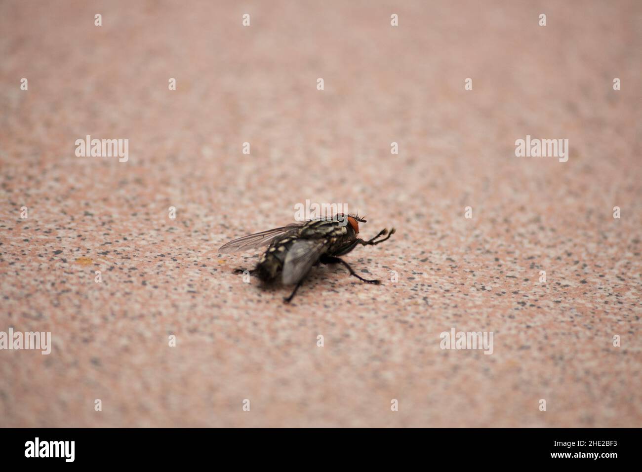 a fly from the back, while rubbing his legs Stock Photo - Alamy