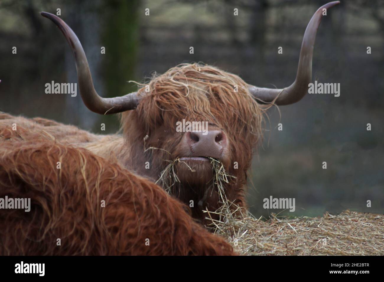 Yak highland wildlife park hi-res stock photography and images - Alamy
