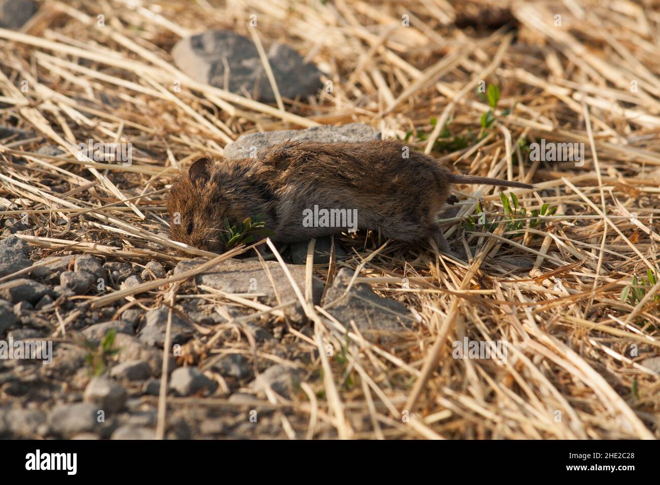 Dead mouse outdoor hi-res stock photography and images - Alamy