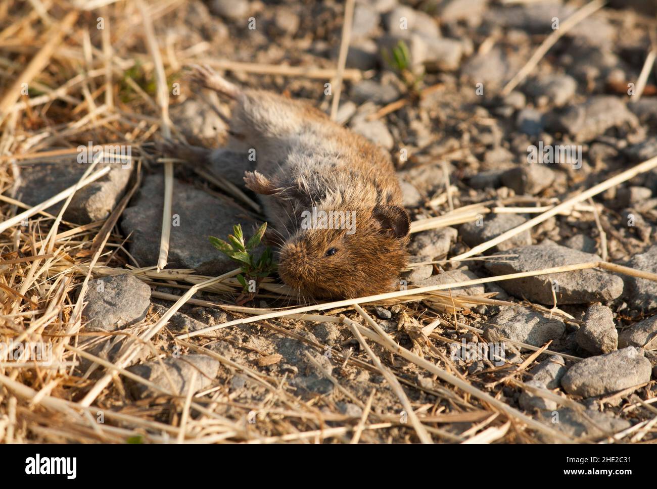 Dead mouse animal road hi-res stock photography and images - Alamy
