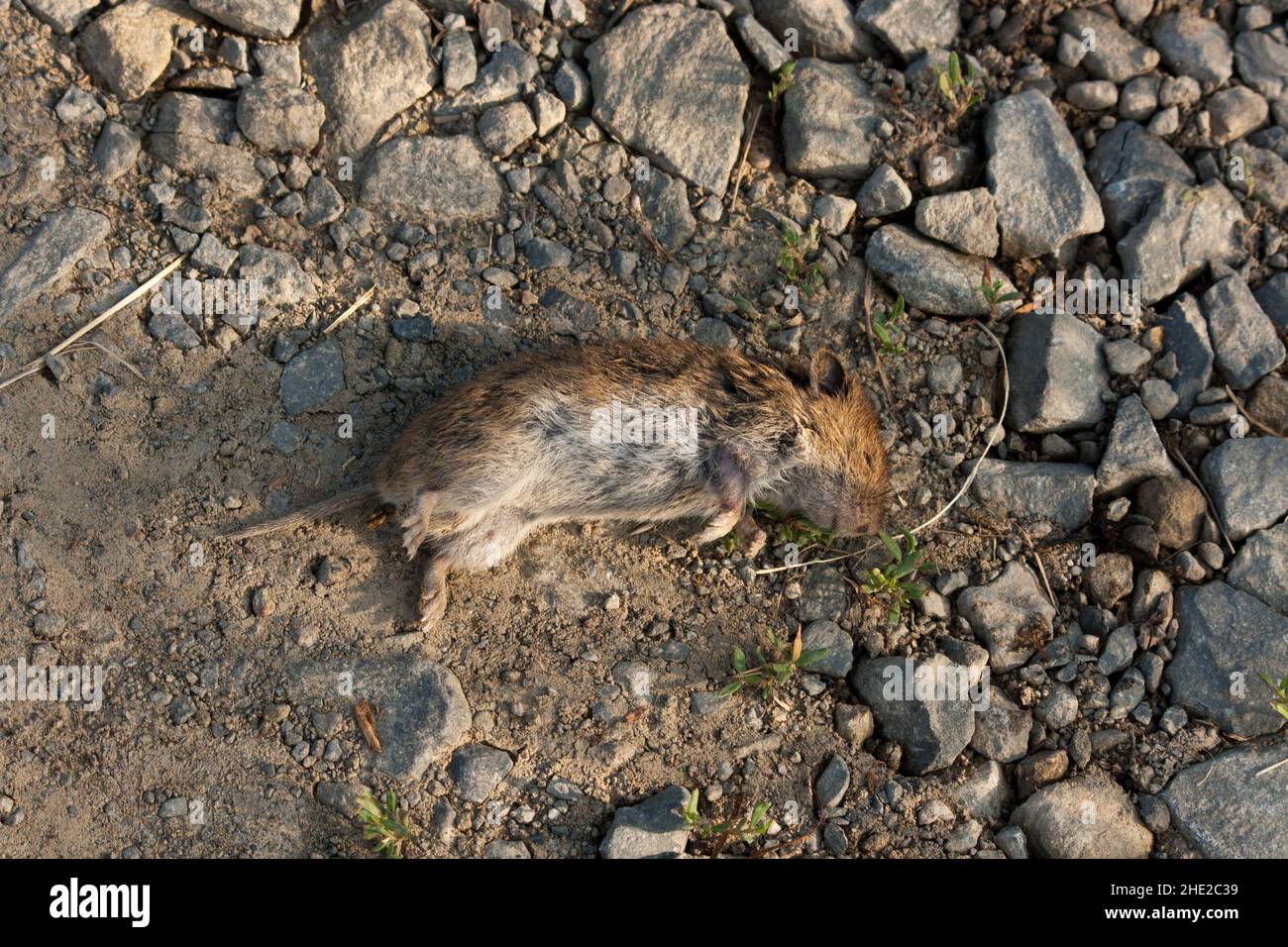 a dead mouse laying on the ground Stock Photo - Alamy