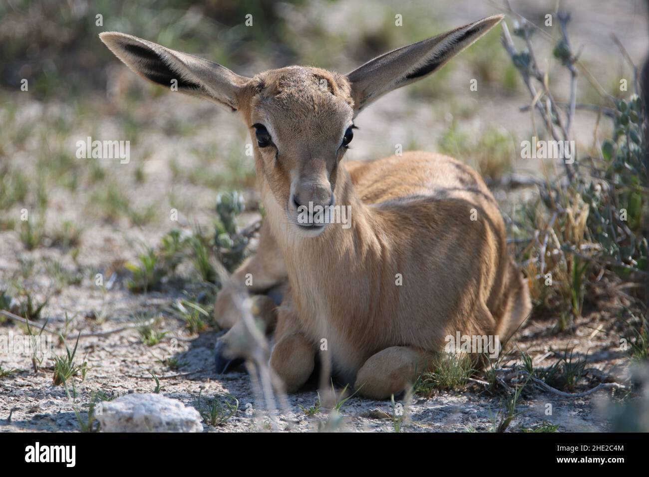 Cute Baby Antelope