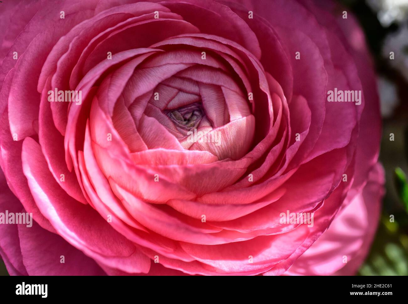 pink ranunculus flower Stock Photo - Alamy