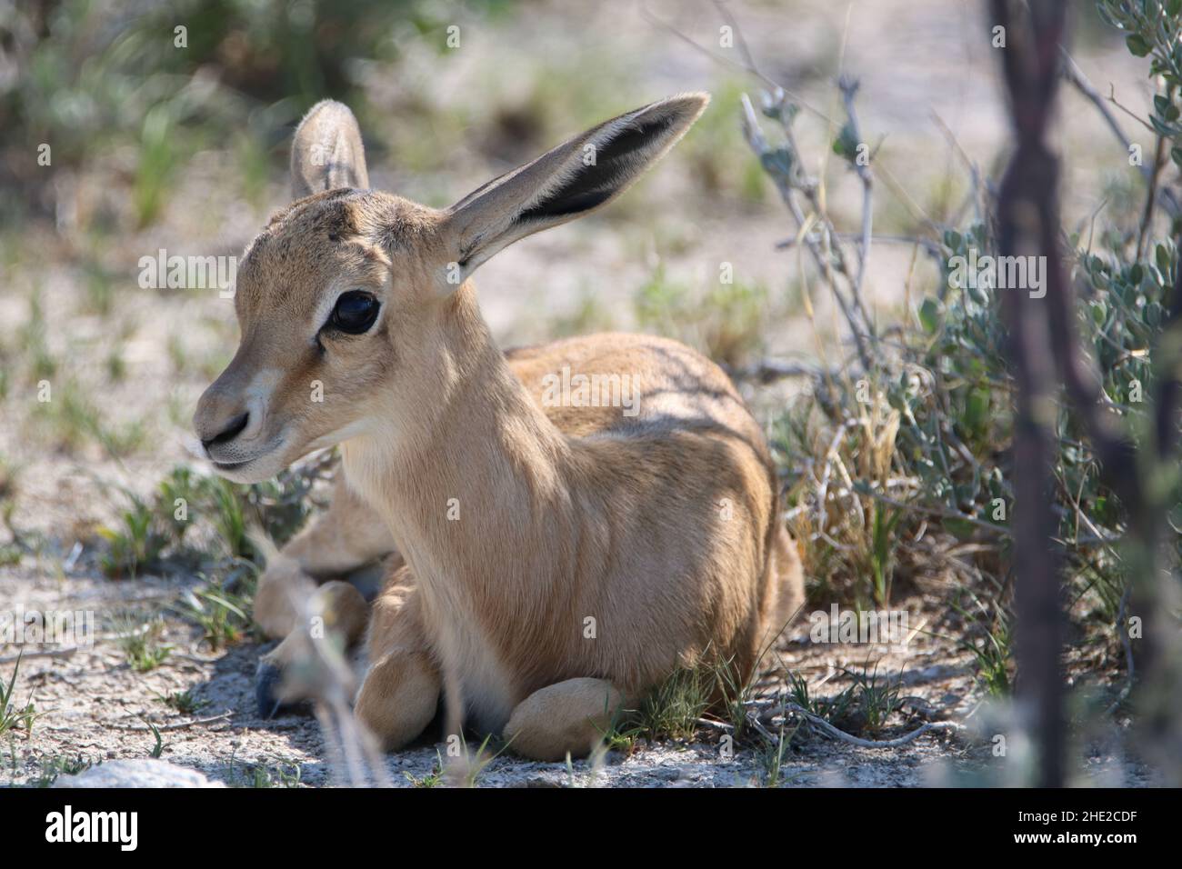Baby Impala, Etosha Stock Photo - Alamy