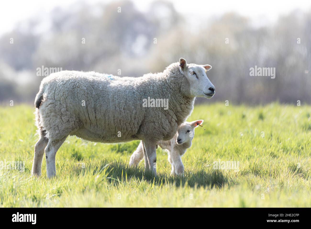 A mother ewe and her newborn lamb in the Suffolk countryside in the ...