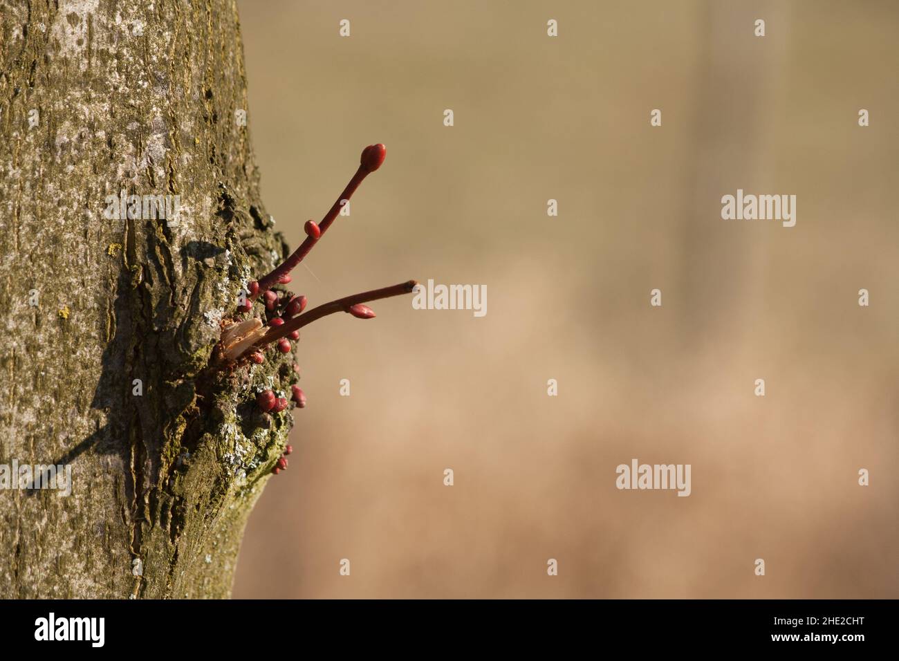 Sping leaves hi-res stock photography and images - Alamy