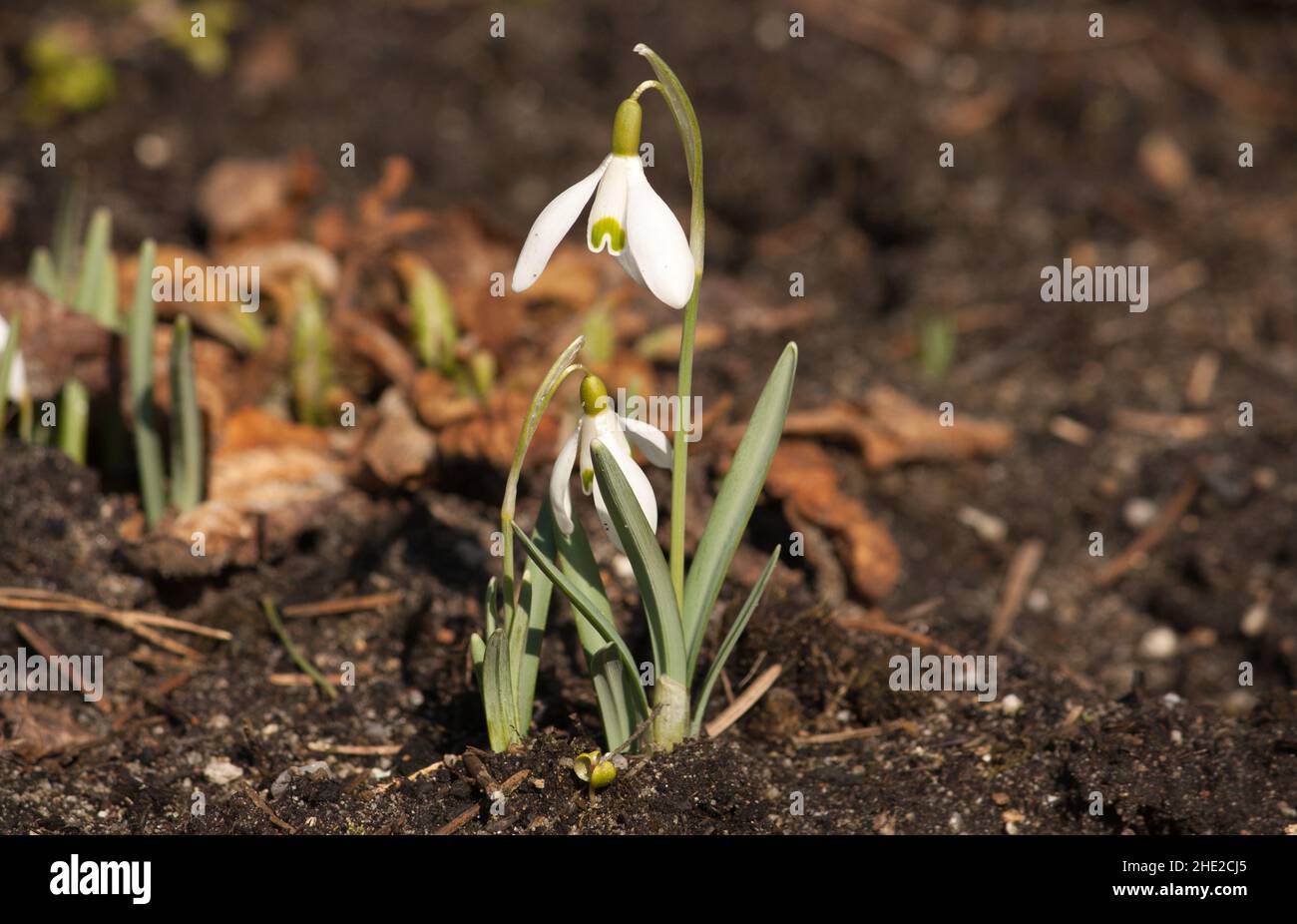A common snowdrop (Galanthus nivalis) in the morning sun. In greek also ...