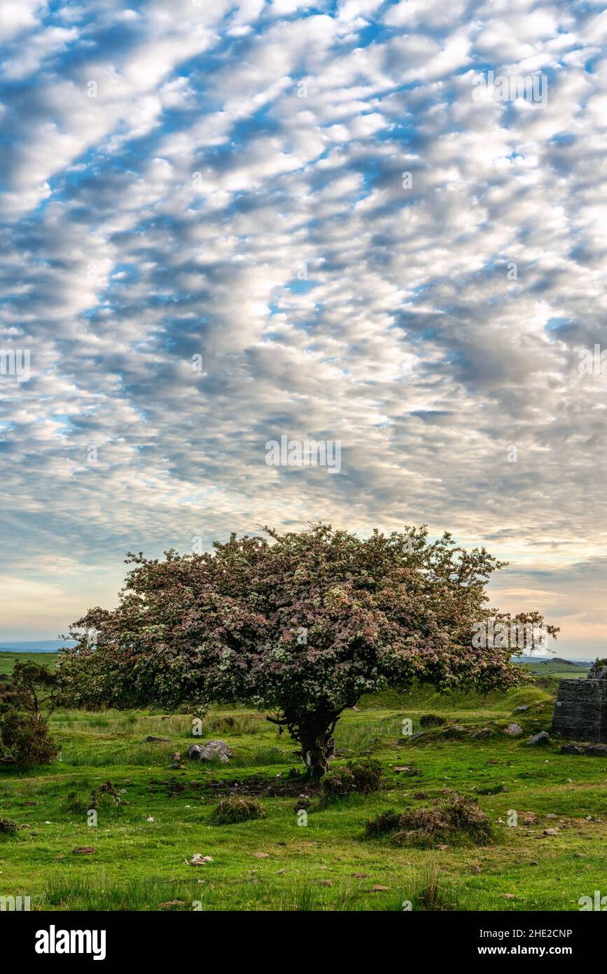 Hawthorn tree on bodmin moor as the sun goes down cornwall england uk ...