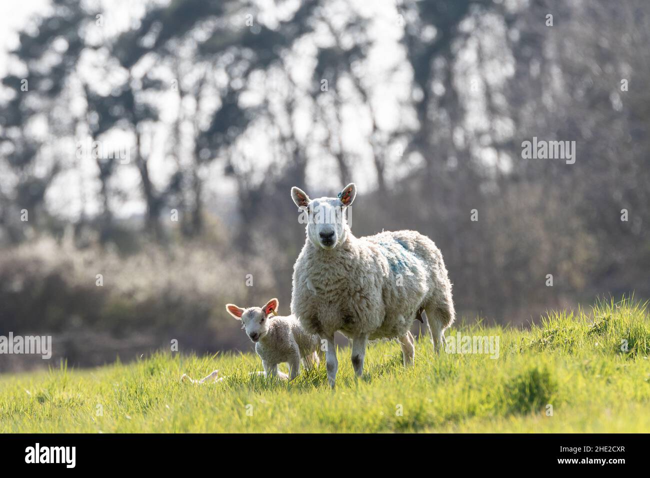 A mother ewe and her newborn lamb in the Suffolk countryside in the ...