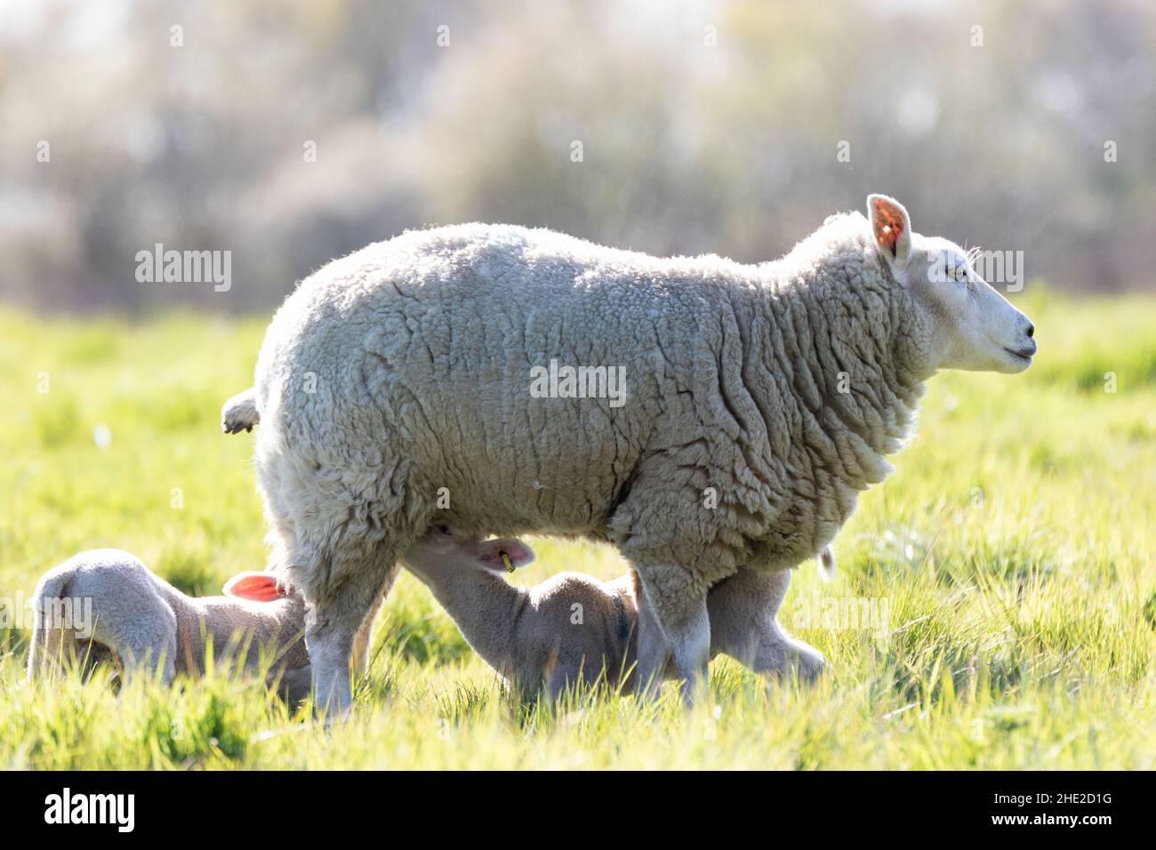 A mother ewe and her newborn lamb in the Suffolk countryside in the ...
