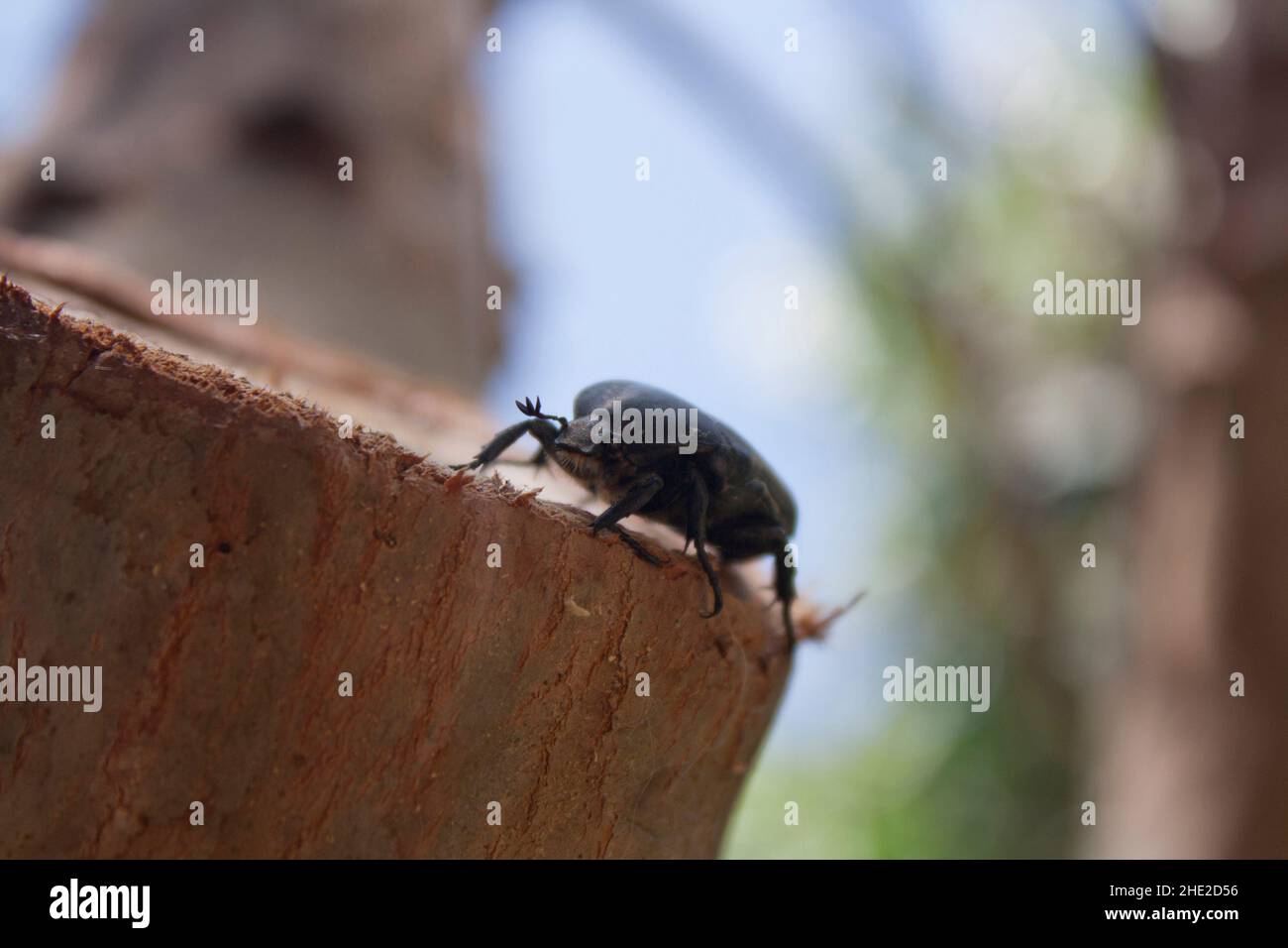 A big beetle sitting on a tree Stock Photo - Alamy