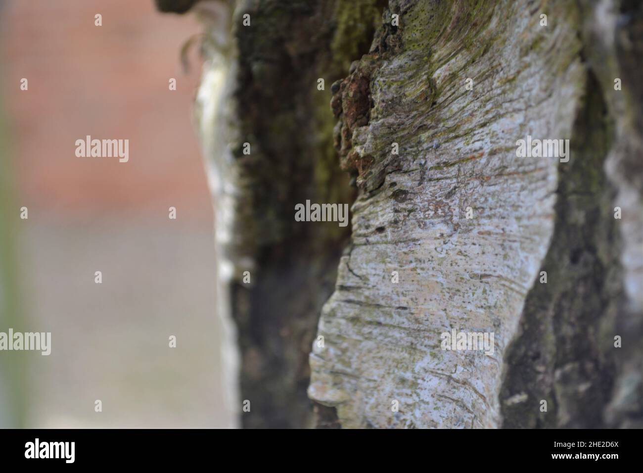 Cracked tree hi-res stock photography and images - Alamy