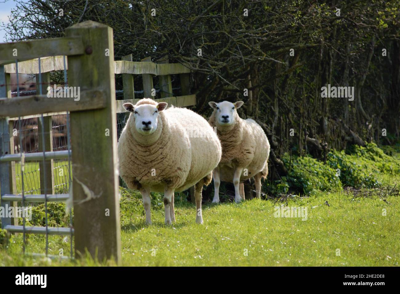 White woolly sheep staring at the camera Stock Photo - Alamy
