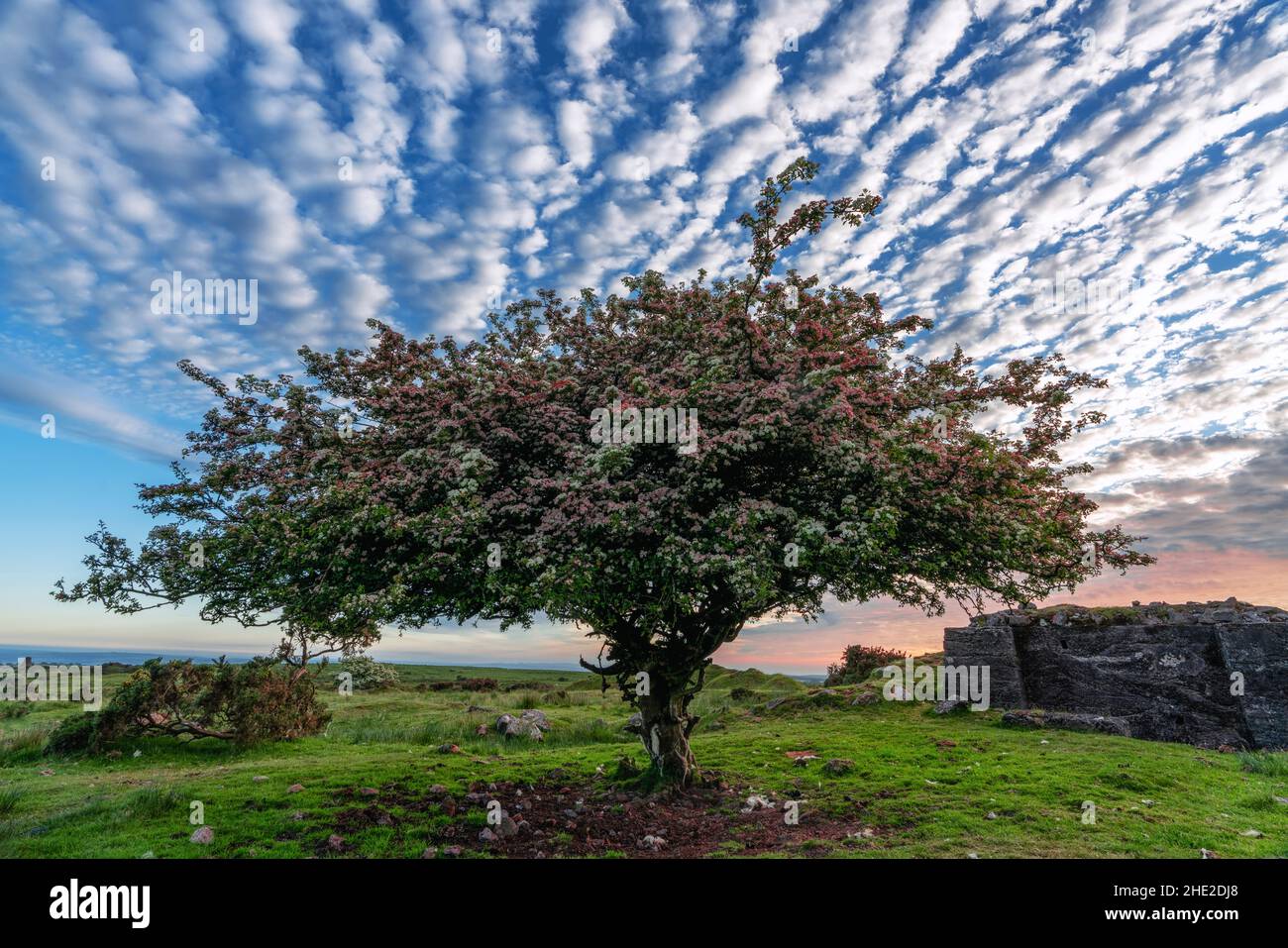 Hawthorn tree on bodmin moor as the sun goes down cornwall england uk ...