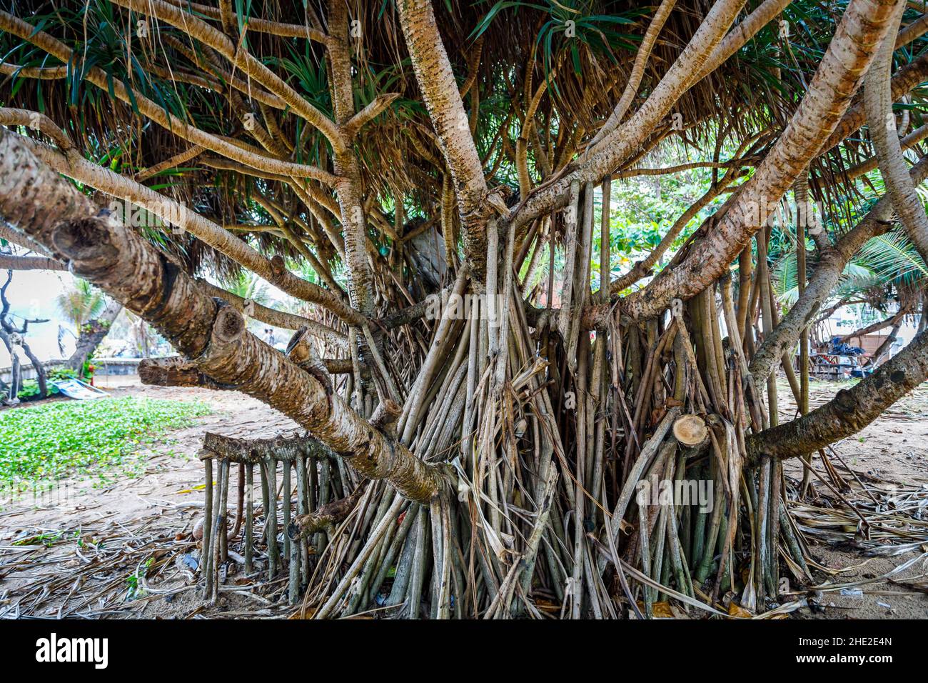 Old beach tree hi-res stock photography and images - Alamy
