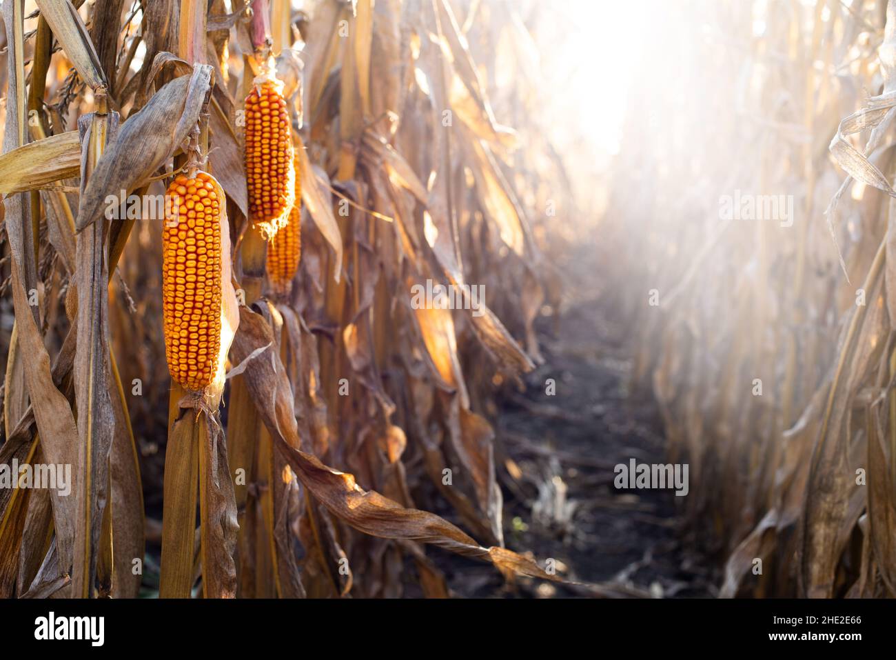 Dry corn stalks with cobs backlit by sun at fields autumn time Stock ...