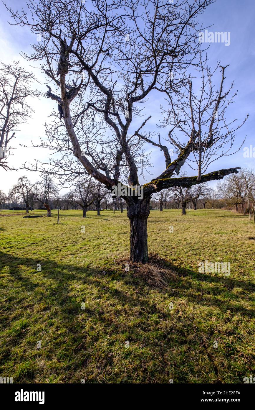 Leafless tree view hi-res stock photography and images - Alamy