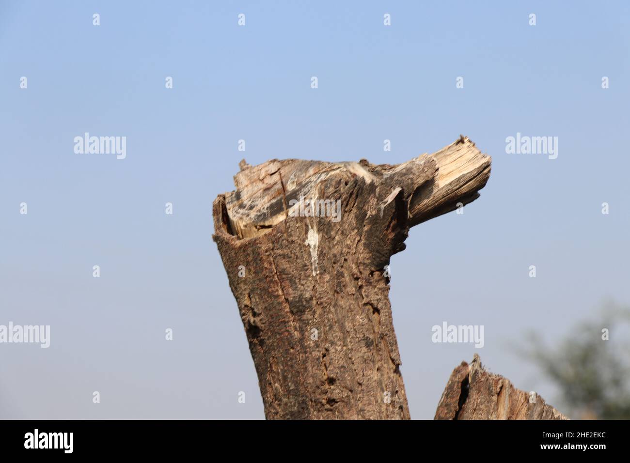 Beautiful bird prey on hi-res stock photography and images - Alamy