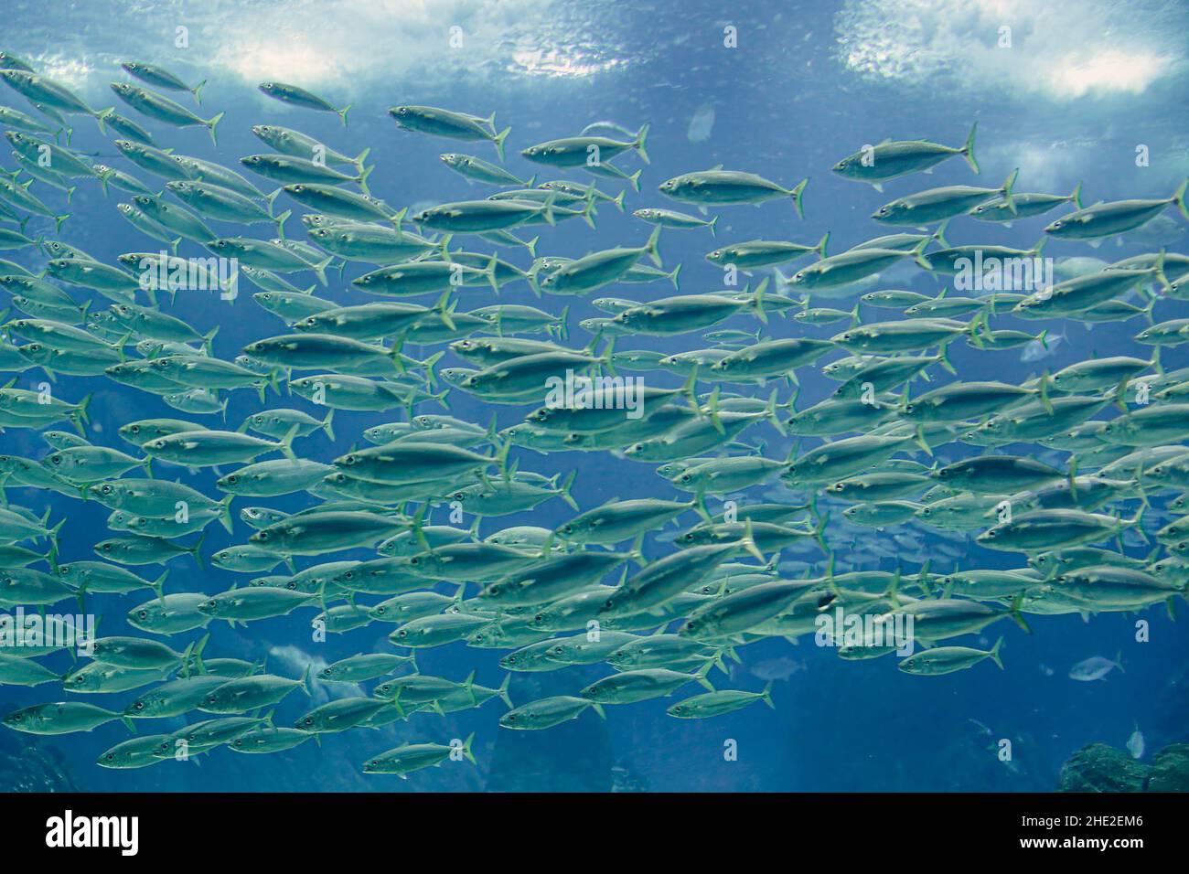 Fish school mackerel hi-res stock photography and images - Alamy