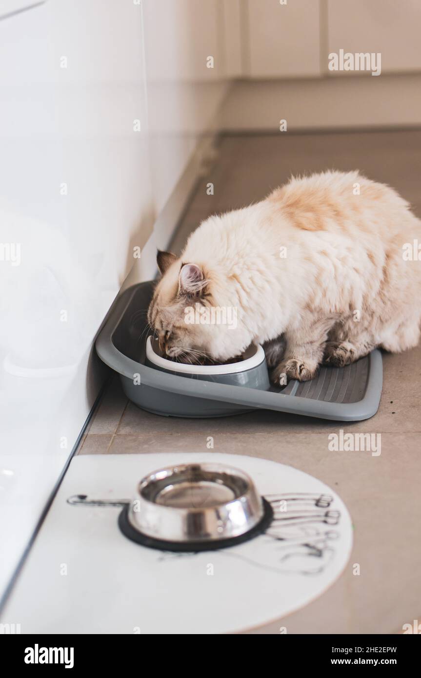 Cute cat eating hi-res stock photography and images - Alamy