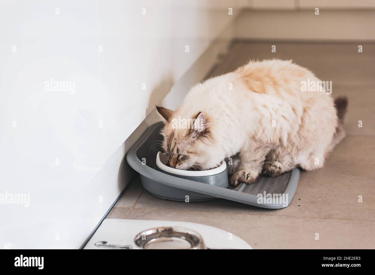 Cute cat eating hi-res stock photography and images - Alamy