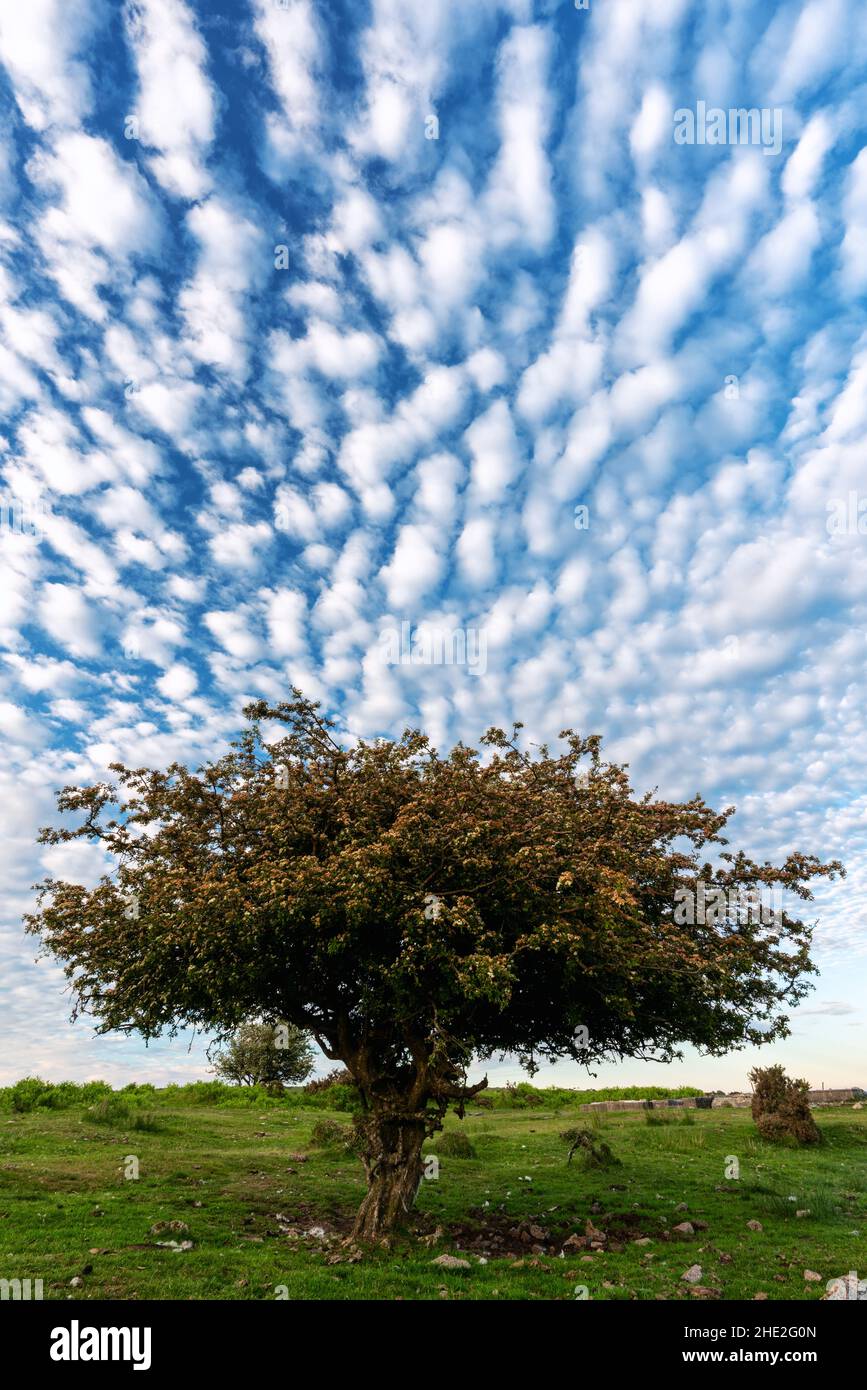 Hawthorn tree on bodmin moor as the sun goes down cornwall england uk ...