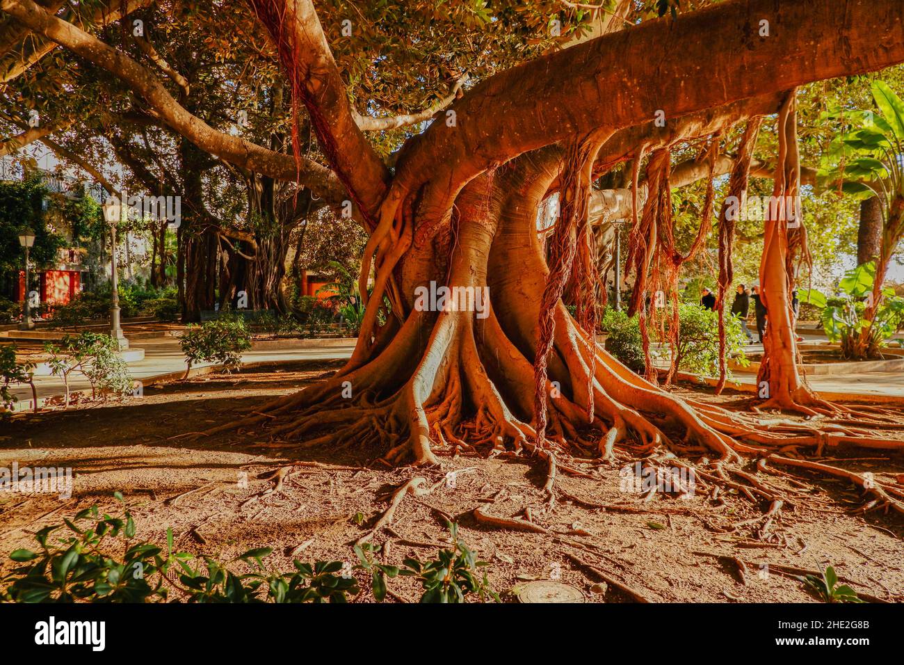 Garden of Magnolia tree in Syracuse Stock Photo - Alamy