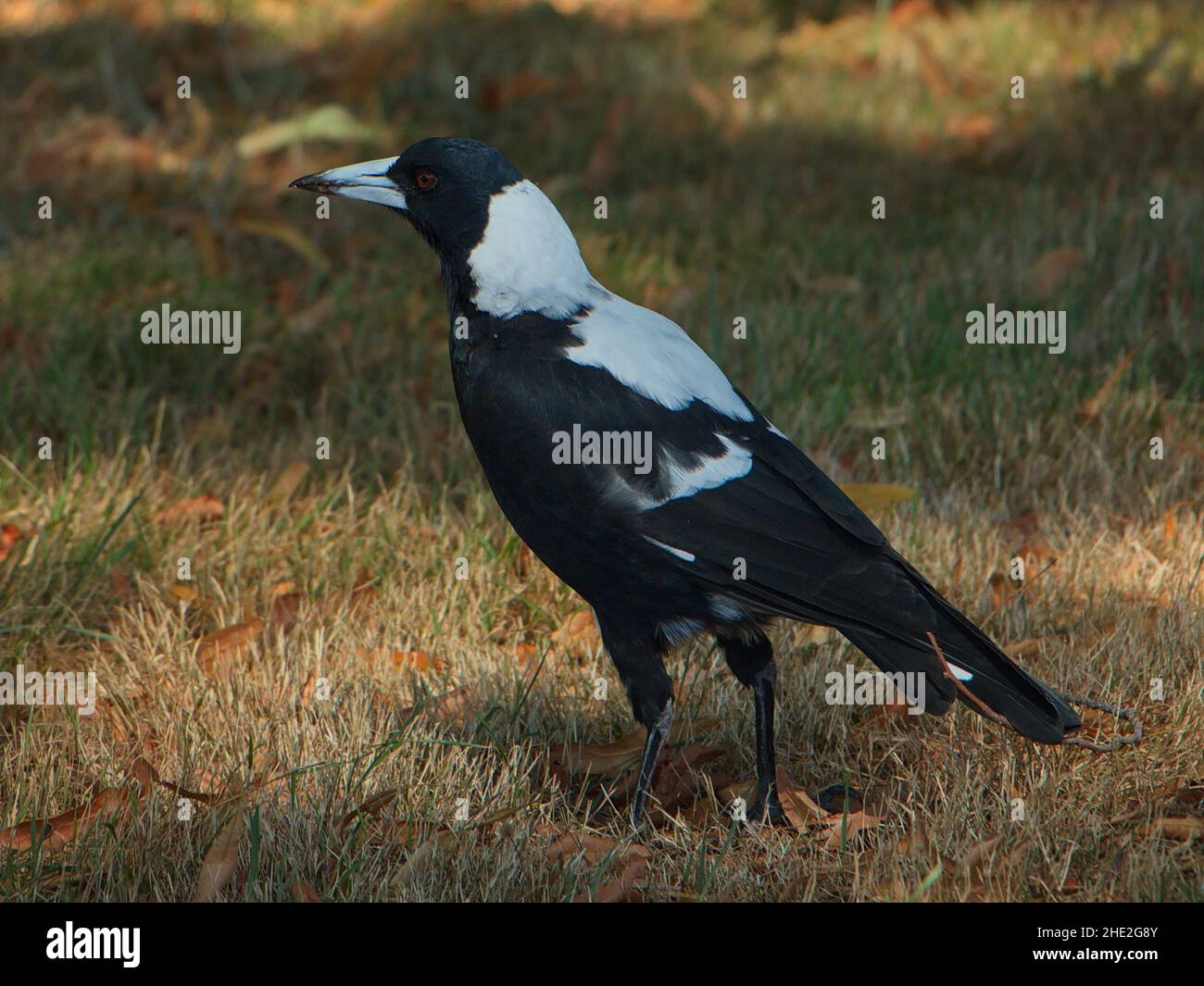 Australian magpie on North Island of New Zealand Stock Photo - Alamy